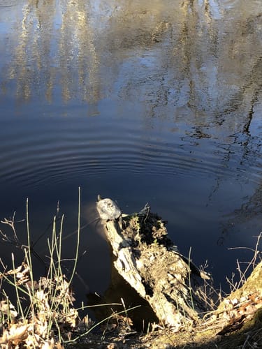 Best Hikes and Trails in Burchfield Park | AllTrails