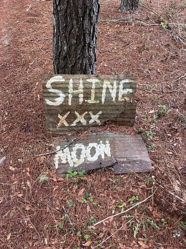 Best Hikes and Trails in Croom Wildlife Management Area | AllTrails