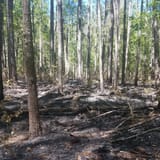 Palmetto Trail Swamp Fox Passage, South Carolina - 215 Reviews, Map ...