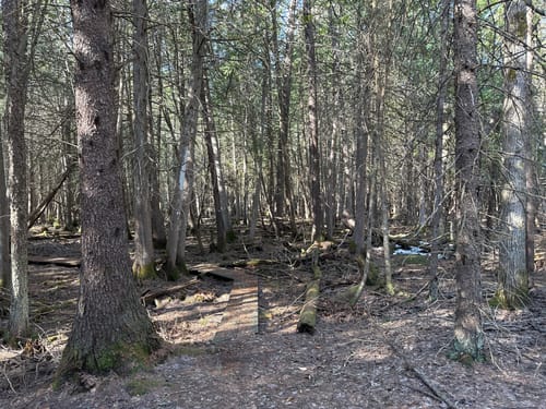 2023 Best Forest Trails in Pigeon River Country State Forest | AllTrails