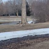 Rundle Park Riverside Trail, Alberta, Canada - 217 Reviews, Map | AllTrails