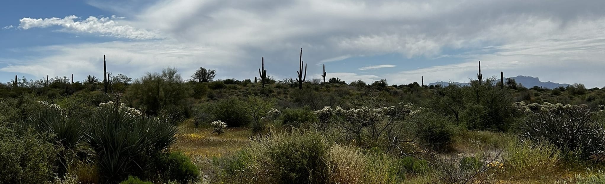 The Rolls West OHV Trail: 231 Reviews, Map - Arizona | AllTrails