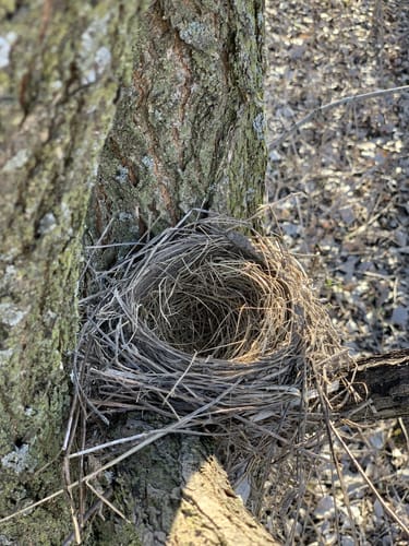 Best Hikes and Trails in Grobschmidt Park | AllTrails