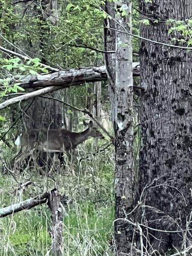 Best Hikes and Trails in Cub Run Stream Valley Park | AllTrails