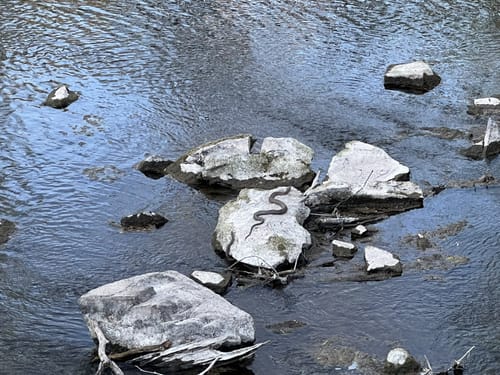 Best Hikes and Trails in Cub Run Stream Valley Park | AllTrails