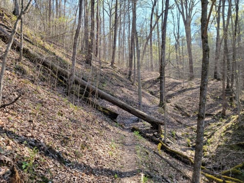 2023 Best 10 Wild Flowers Trails in Kanawha State Forest | AllTrails