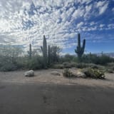 Cactus Forest Loop Drive, Arizona - 462 Reviews, Map | AllTrails
