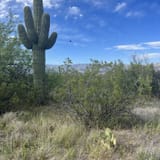 Cactus Forest Loop Drive, Arizona - 462 Reviews, Map | AllTrails