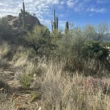 Cactus Forest Loop Drive, Arizona - 462 Reviews, Map | AllTrails