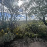 Cactus Forest Loop Drive, Arizona - 462 Reviews, Map | AllTrails
