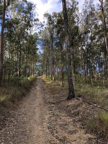 10 Best Hikes and Trails in Samford Conservation Park | AllTrails