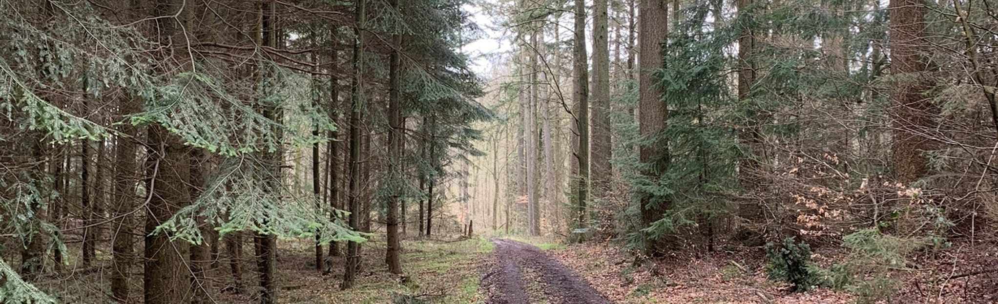 Ruehede Skov - Dyrehaven - Mørkemose Skov - Langesø MTB: 53 Photos ...