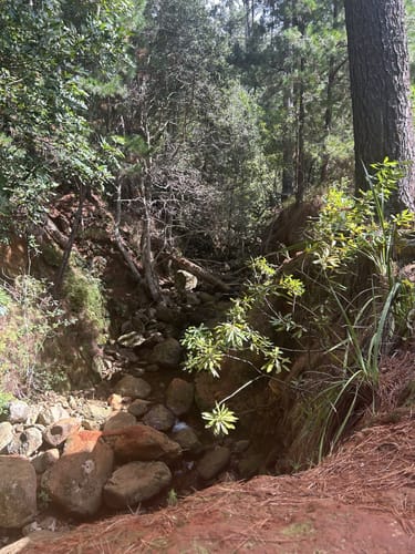 Best Hikes and Trails in Newlands Forest | AllTrails