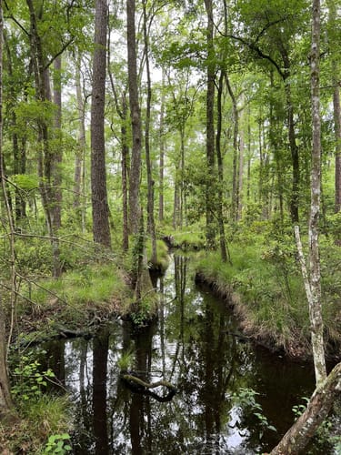 2023 Best Views Trails in Big Shoals State Park | AllTrails