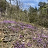 Alley Spring Overlook Trail, Missouri - 316 Reviews, Map | AllTrails