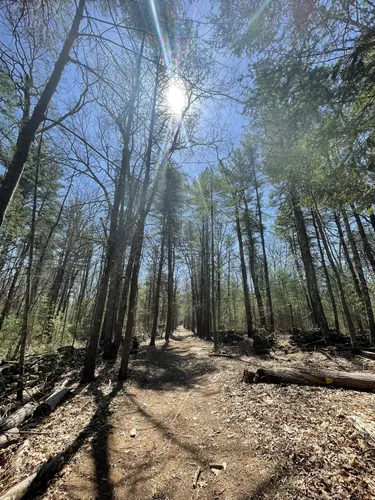 10 Best Hikes and Trails in Douglas State Forest | AllTrails