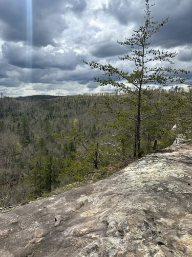 2023 Best 10 Forest Trails in Pickett CCC Memorial State Park | AllTrails