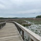 Neabsco Creek Boardwalk, Virginia - 648 Reviews, Map | AllTrails