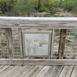 Neabsco Creek Boardwalk, Virginia - 648 Reviews, Map | AllTrails