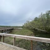 Neabsco Creek Boardwalk, Virginia - 655 Reviews, Map | AllTrails