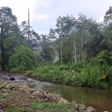 Mount Nuang via Janda Baik, Pahang, Malaysia - 104 Reviews, Map | AllTrails