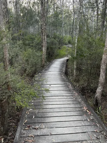 10 Best Hikes and Trails in Nerang National Park | AllTrails