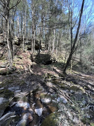 2023 Best Long Trails in Loganton | AllTrails