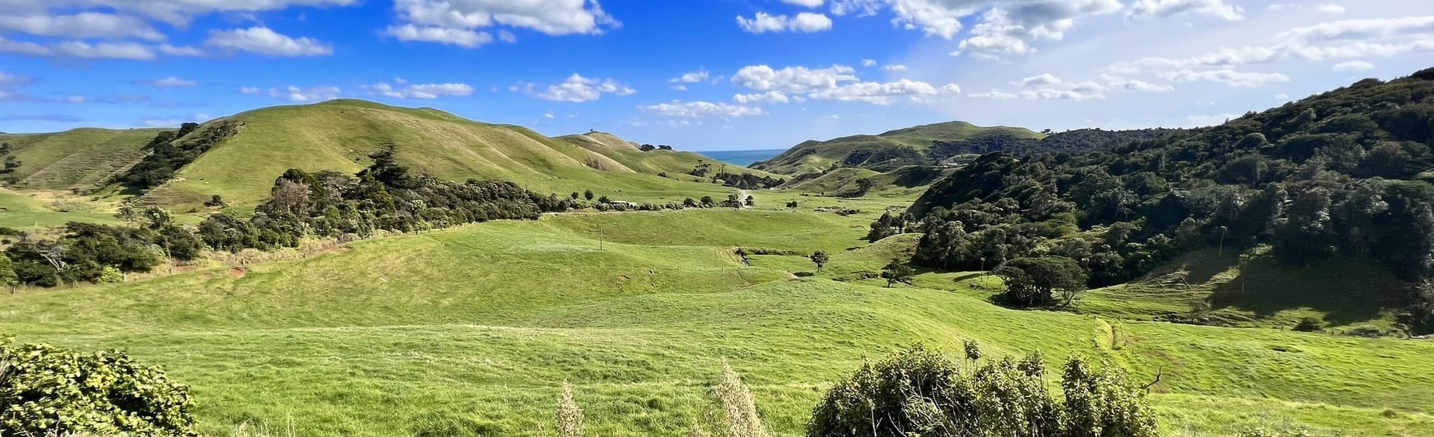 Karioi Mountain Loop: 23 Reviews, Map - Waikato, New Zealand | AllTrails
