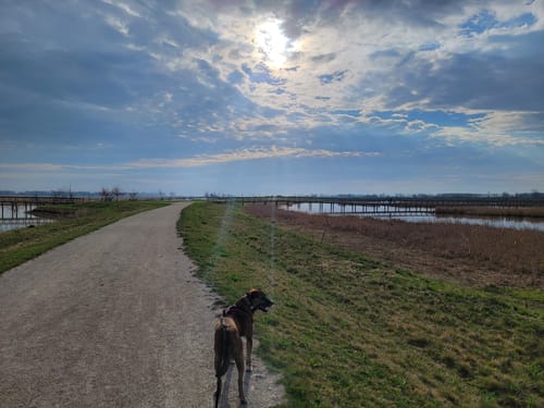 Best Hikes and Trails in Howard Marsh Metropark | AllTrails