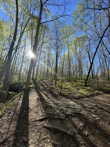 Best Hikes and Trails in Beaman Park | AllTrails