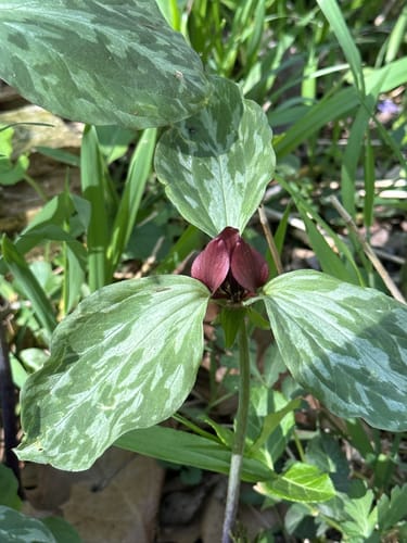 Best Hikes and Trails in Marott Park and Nature Preserve | AllTrails