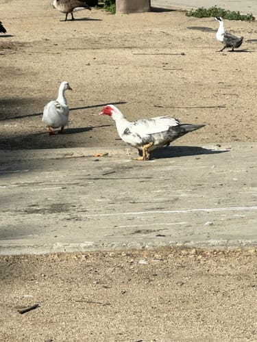 Best Hikes and Trails in Reseda Park & Recreation Center | AllTrails