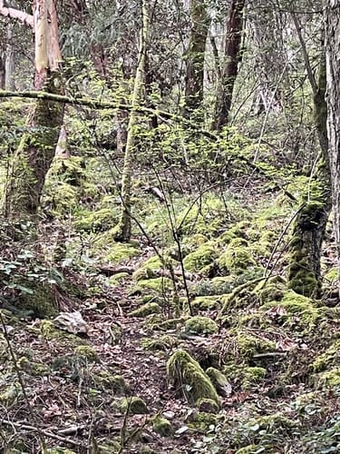 2023 Best Walking Trails in PKOLS (Mount Douglas) Park | AllTrails