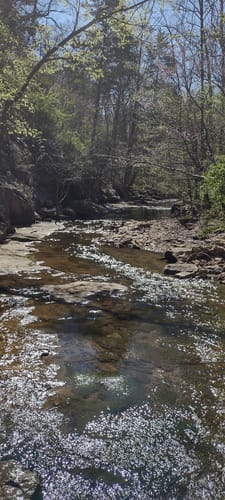 Best Hikes and Trails in Nine Penny Branch Nature Preserve | AllTrails