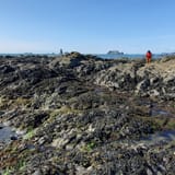 Rialto Beach Trail, Washington - 325 Reviews, Map | AllTrails
