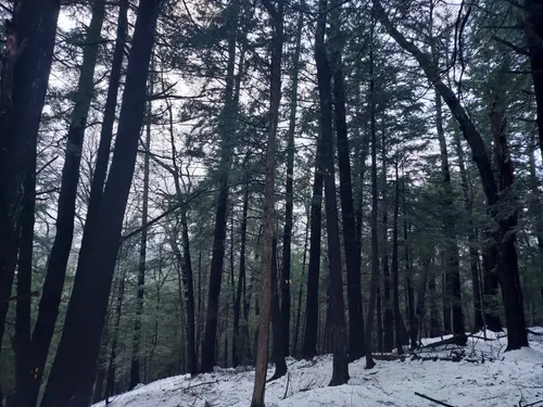 Best Hikes and Trails in Balch Hill Natural Area | AllTrails