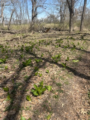 Best Hikes and Trails in Big Rock Forest Preserve | AllTrails