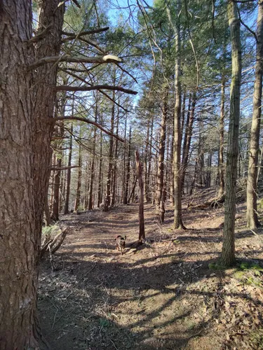 Best Hikes and Trails in Susan B. Minns Sanctuary | AllTrails
