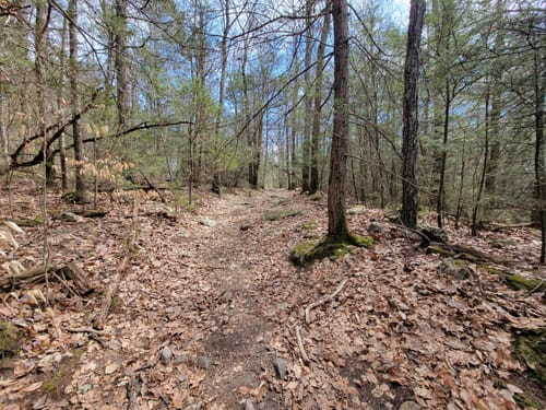 Best Hikes and Trails in Sutton State Forest | AllTrails