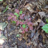 Poor Farm Park Trails, Virginia - 506 Reviews, Map | AllTrails
