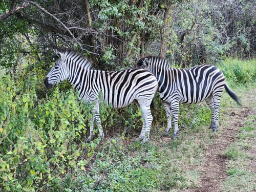 Najlepsze wycieczki i szlaki w Groenkloof Nature Reserve | AllTrails