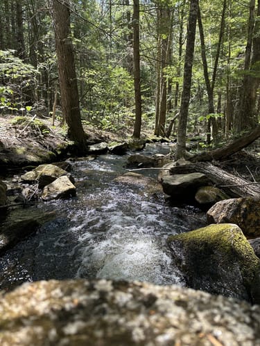 2023 Best Easy Trails in Dunbarton | AllTrails