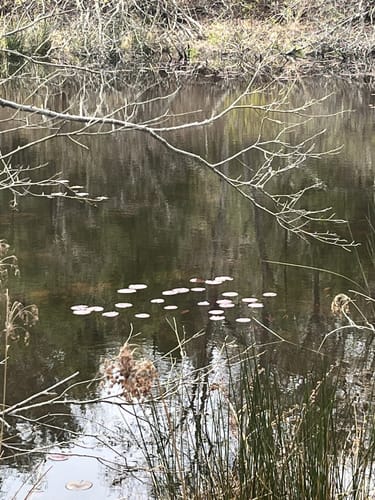 Best Hikes and Trails in Tidmarsh Wildlife Sanctuary | AllTrails