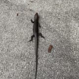 Cat Gap Loop Trail, North Carolina - 651 Reviews, Map | AllTrails