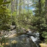 Cat Gap Loop Trail, North Carolina - 651 Reviews, Map | AllTrails