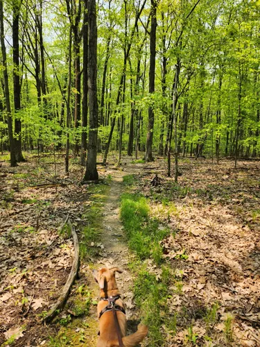 Best Hikes and Trails in Mohawk River State Park | AllTrails