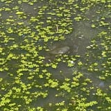 Congers Lake Trail and Boardwalk [PRIVATE PROPERTY], New York - 290 ...