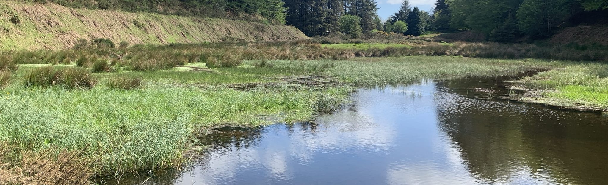 Paddock Ponds Loop: 40 Reviews, Map - County Wicklow, Ireland | AllTrails