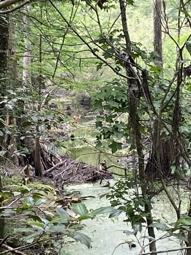 Best Hikes and Trails in Suwannee River State Park | AllTrails