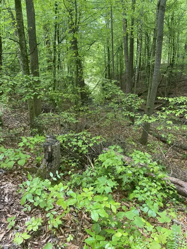 Best Kid Friendly Trails in Adams | AllTrails